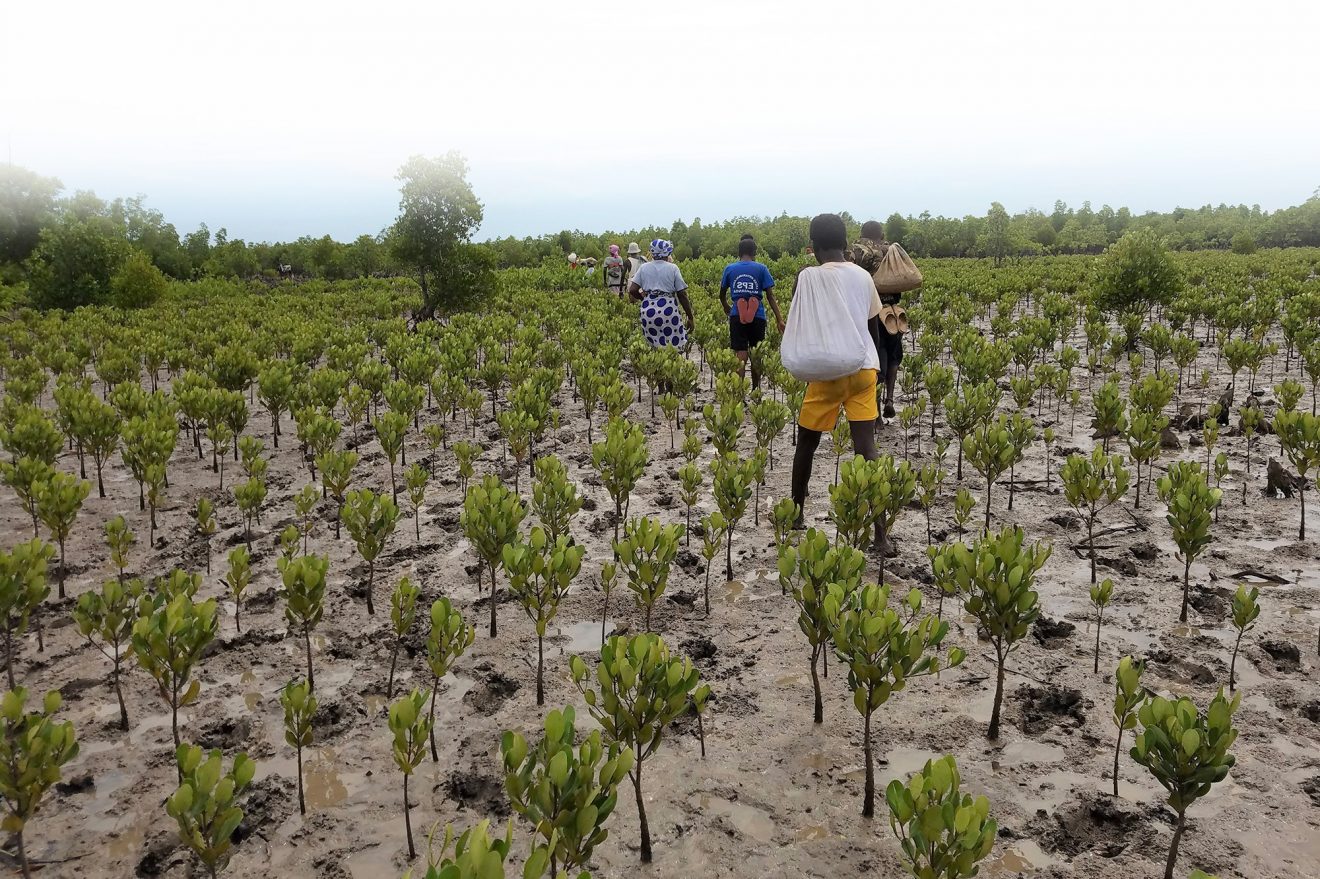 Eden Reforestation Projects - Bäume pflanzen. Leben retten
