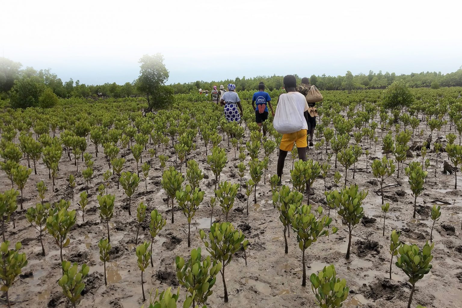 Eden Reforestation Projects - Bäume pflanzen. Leben retten